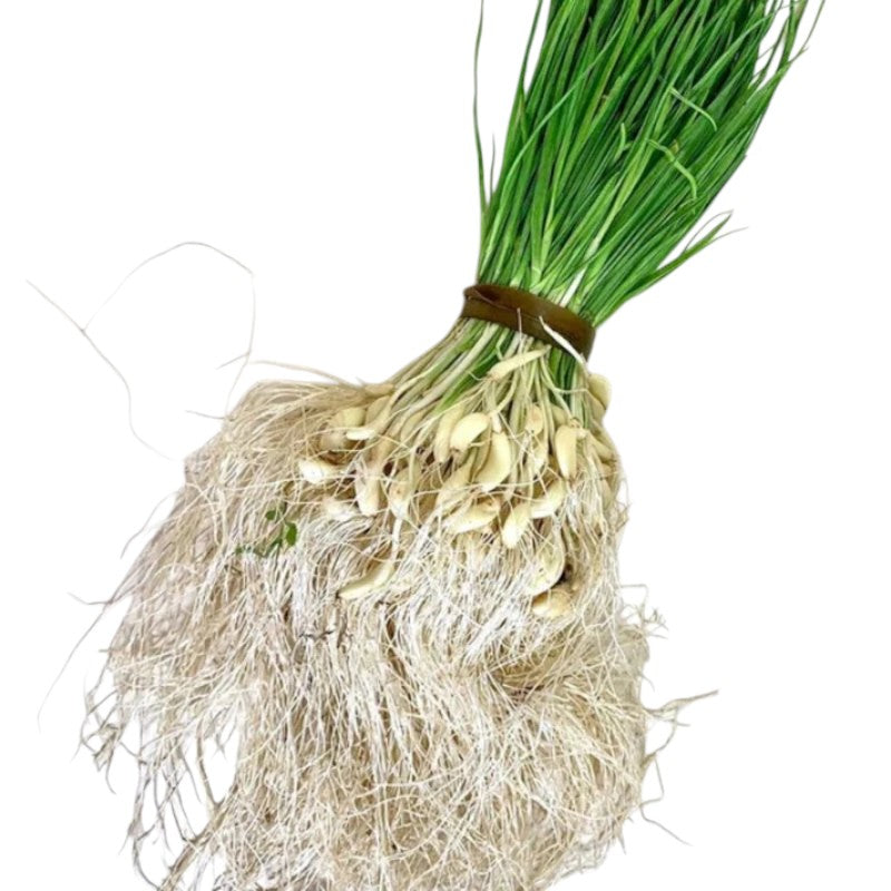 Indian Green Garlic (Lilu Lasan) – Desii Basket